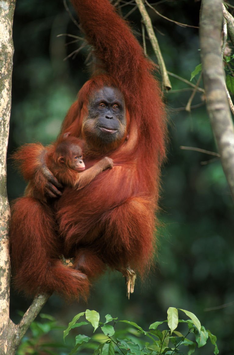 How AWS Is Helping WWF-Indonesia Save Critically Endangered Orangutans